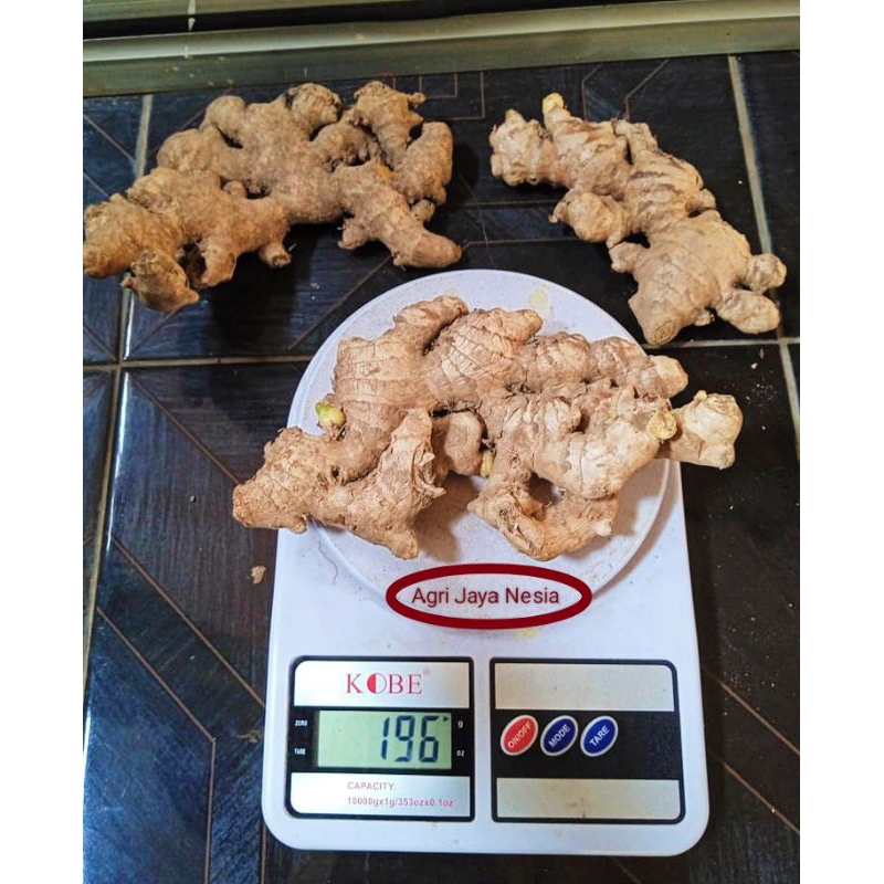 Jual Jahe Gajah super 1 kg / Jahe putih / rempah masakan | Shopee Indonesia