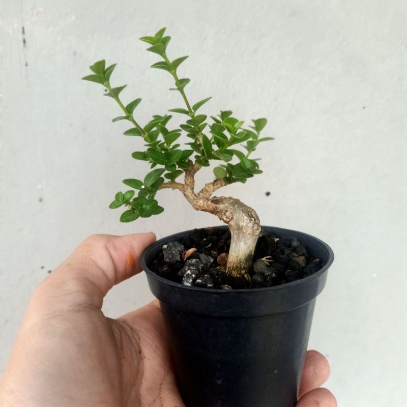 Jual Bahan Bonsai Sancang mini rimbun | Shopee Indonesia