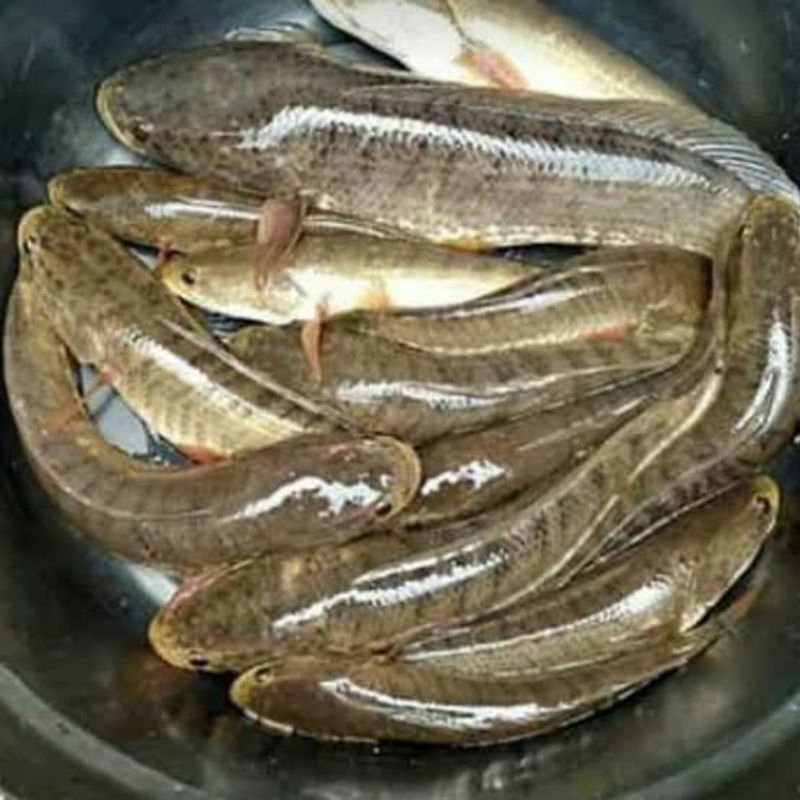 Jual Ikan Gabus Fresh 500 gr (Ikan Segar) | Shopee Indonesia