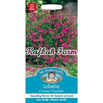 Jual Benih 3 Biji Bunga LOBELIA Crimson Fountain | Shopee Indonesia