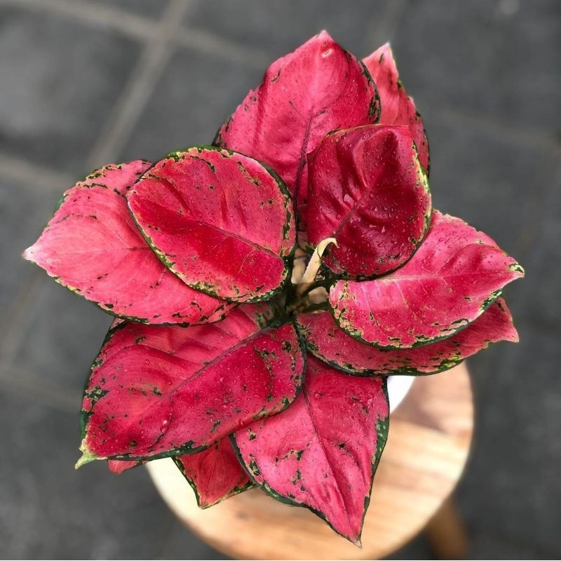 Jual Aglonema Red anja/Red anjamani/tanaman hias/tanaman hias murah ...