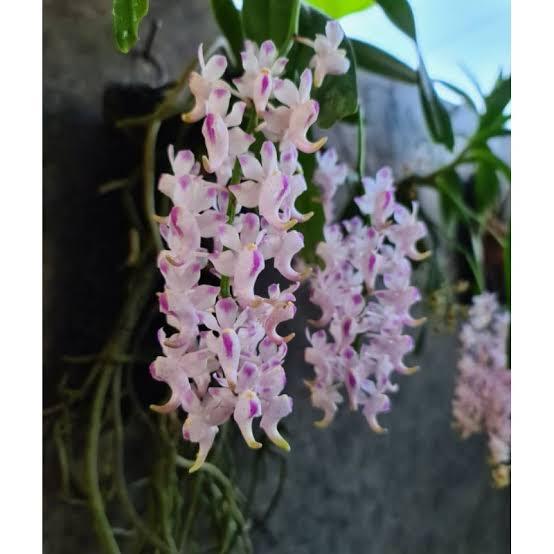 Jual Vanda odorata siap bunga | anggrek spesies vanda | Shopee Indonesia