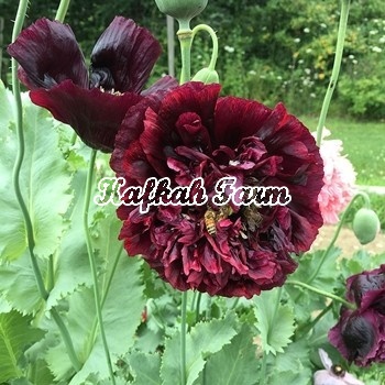 Jual Benih 3 Biji Bunga POPPY Peony Black | Shopee Indonesia