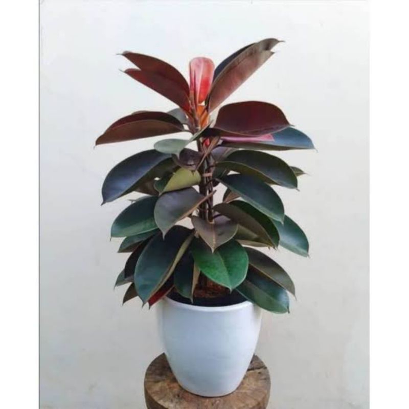 Jual Tanaman Hias Pohon Rubber Plant Karet Kebo Merah Ficus Elastica / Karet Merah | Shopee ...