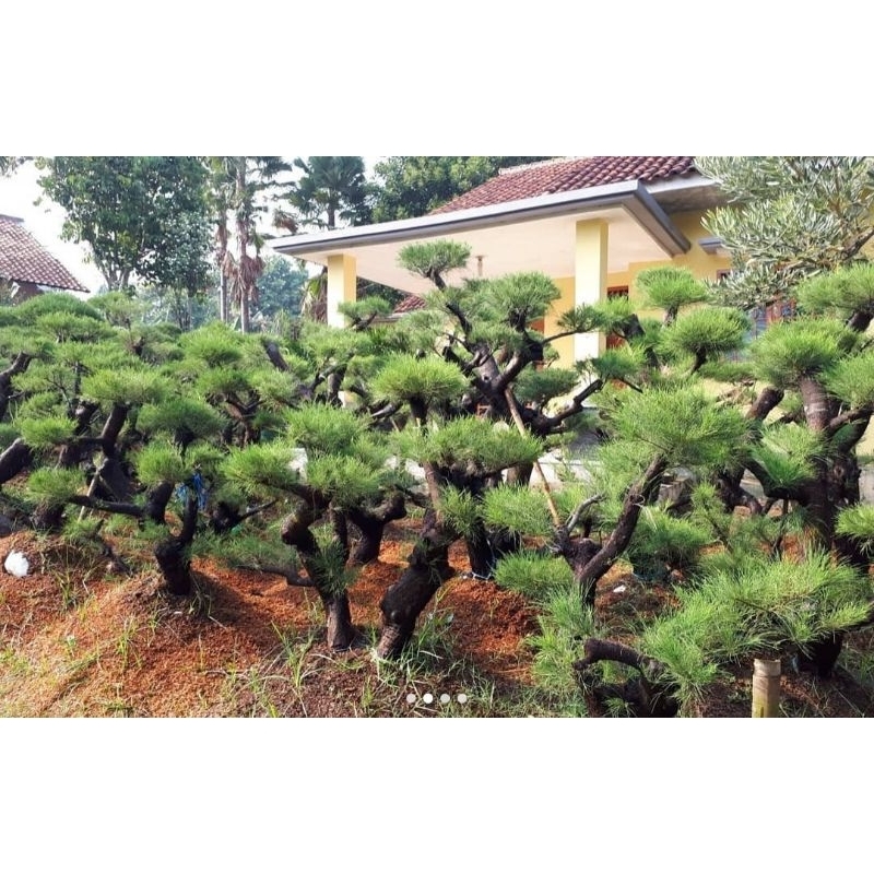 Jual bonsai cemara udang 2 meter - bonsai taman | Shopee Indonesia