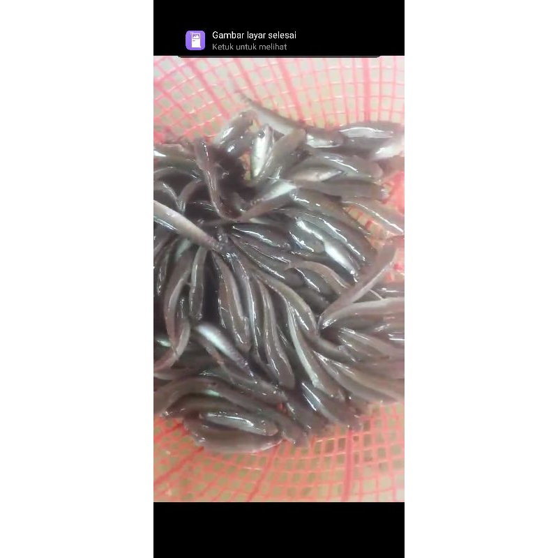 Jual bibit gabus ( sudah makan pelet ) | Shopee Indonesia