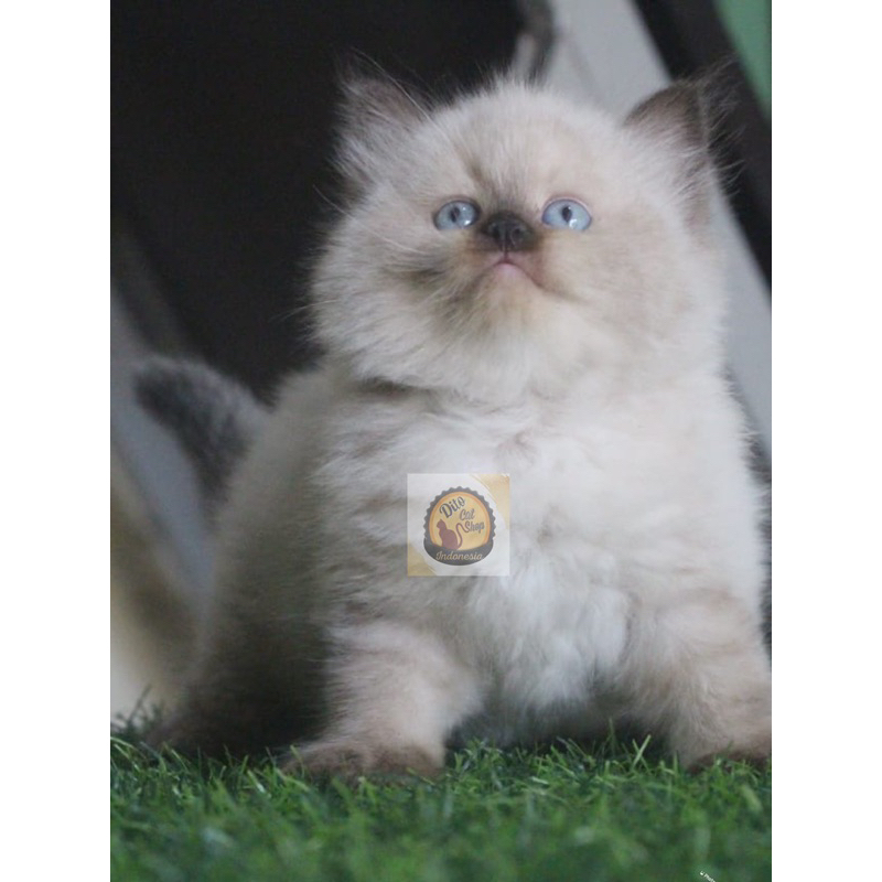 Jual Kucing Ragdol Himalaya Persia Kitten | Shopee Indonesia