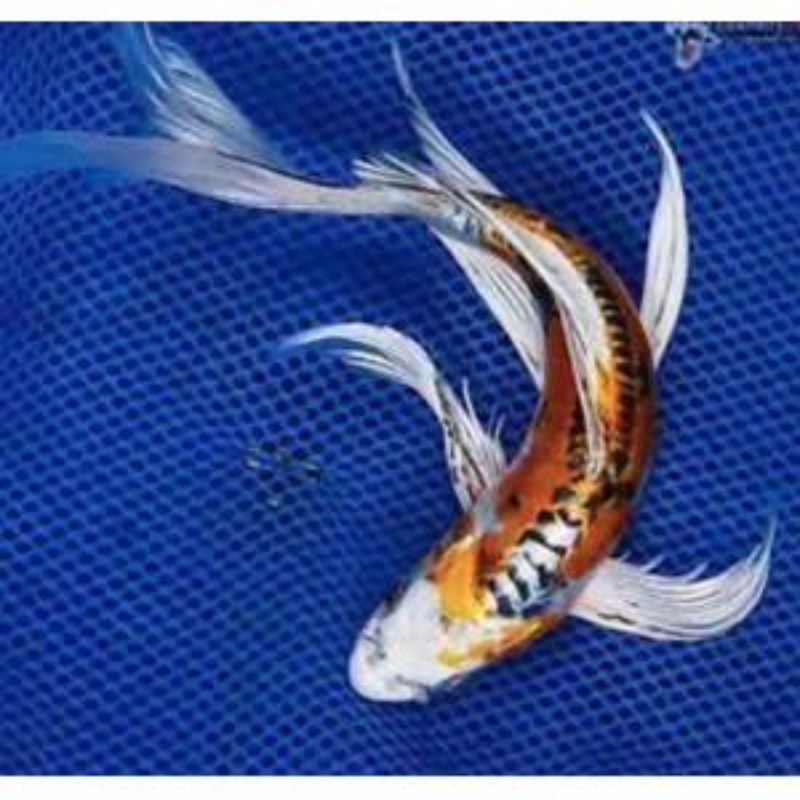 Jual packing styrofoam ikan maskoi kumpai slayer | Shopee Indonesia