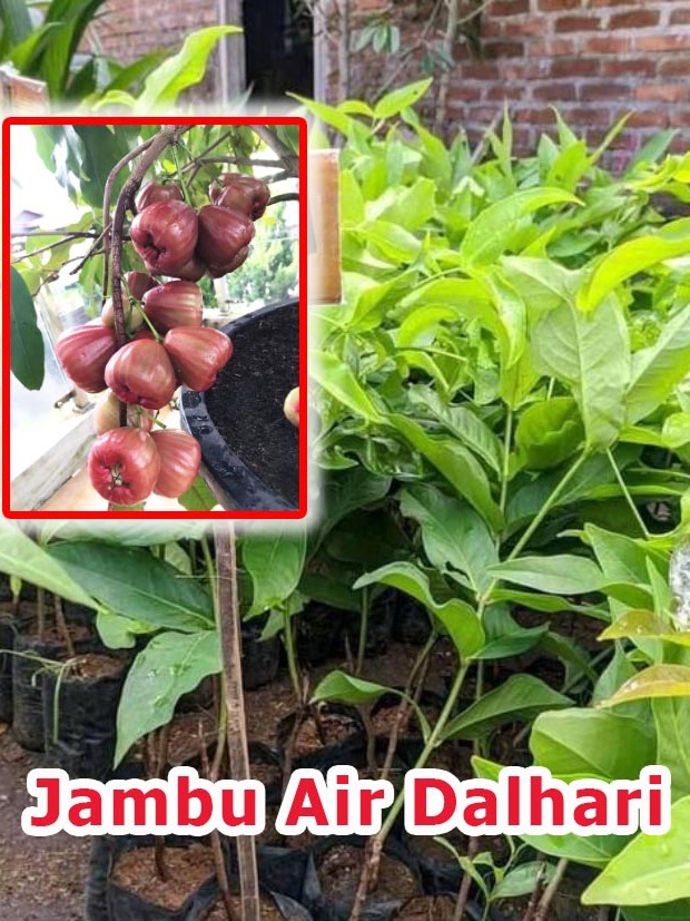 Jual Bibit jambu air dalhari batang besar tinggi 1 meter siap berbuah ...