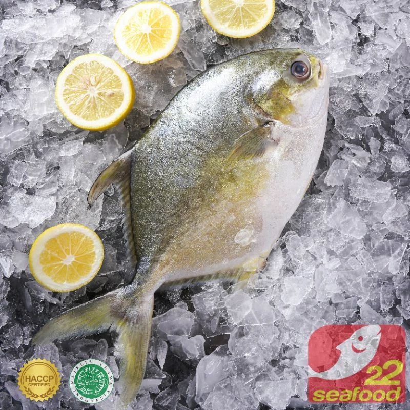 Jual Premium Class Golden Pompano 1 kg isi 3-4 ekor / Ikan Bawal ...