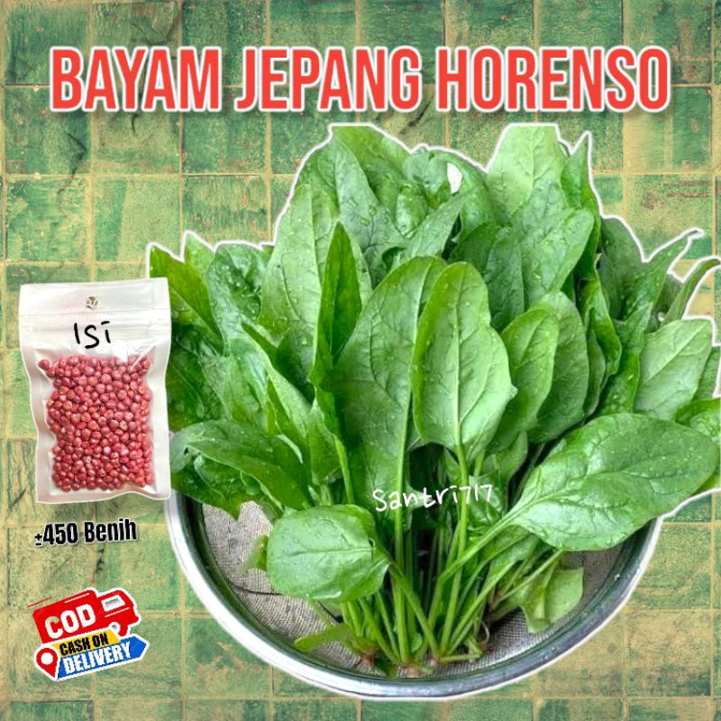 Jual Benih/bibit bayam jepang horenso isi ±450 10gr | Shopee Indonesia