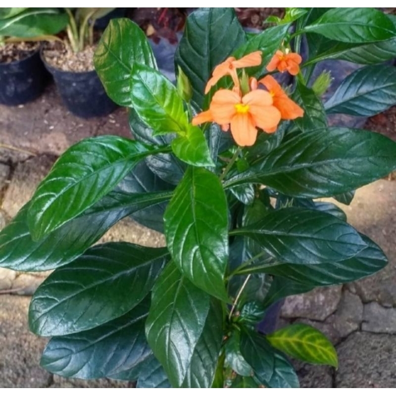 Jual Tanaman Crossandra Bunga Orange Tanaman Rosandra Bunga Orange ...