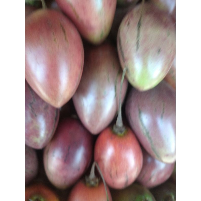 Jual Buah Terong Terung belanda segar | Shopee Indonesia