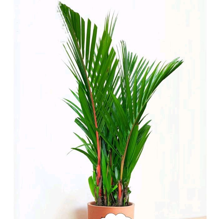 Jual >( BISA COD ) PROMO Tanaman Hias Palm Merah - Pohon Palem Merah ...