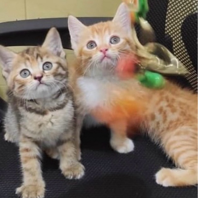 Jual KITTEN MIX DOM - Kucing Kitten Kucing Mix Domestic Murah Lucu ...