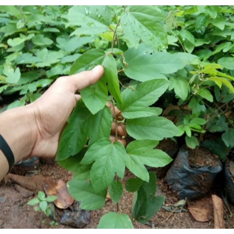 Jual Tanaman Bunga Passiflora Tanaman Merambat Tanaman Passiflora ...