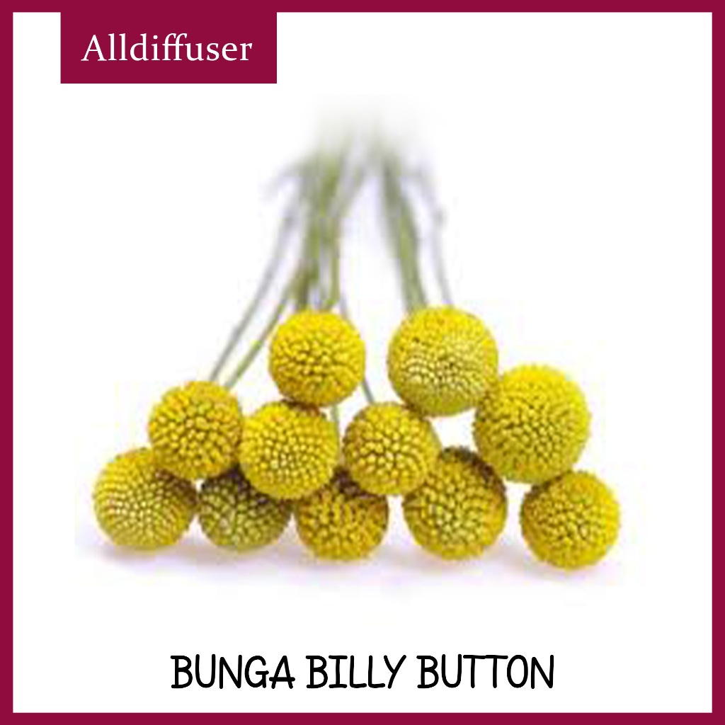 Jual [alldiffuser] Bunga Kering Hiasan Ruangan Buket-BUNGA Billy button ...