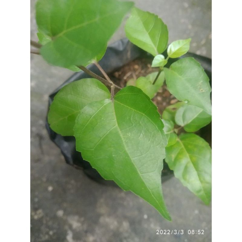 Jual daun Singkil segar 1 kg | Shopee Indonesia