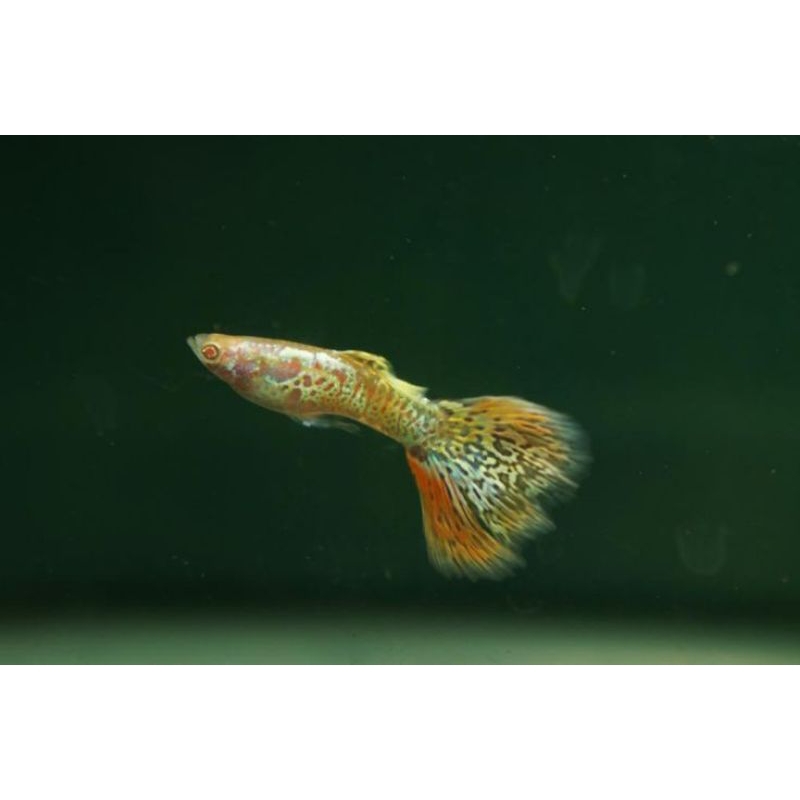 Jual ikan hias guppy albino galaxy medusa ikan hias air tawar cocok untuk koleksi hiasan ...