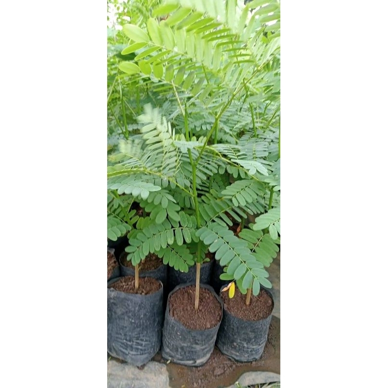 Jual pakis Brazil tinggi 30 cm | Shopee Indonesia