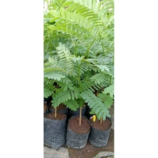 Jual Pakis Brazil Terlengkap & Harga Terbaru Agustus 2024 | Shopee ...