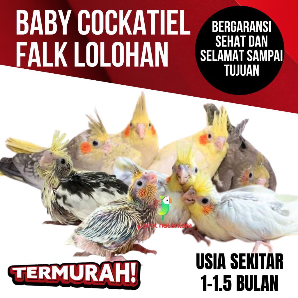 Jual Parrot falk / parkit australi lolohan anakan jinak burung ...