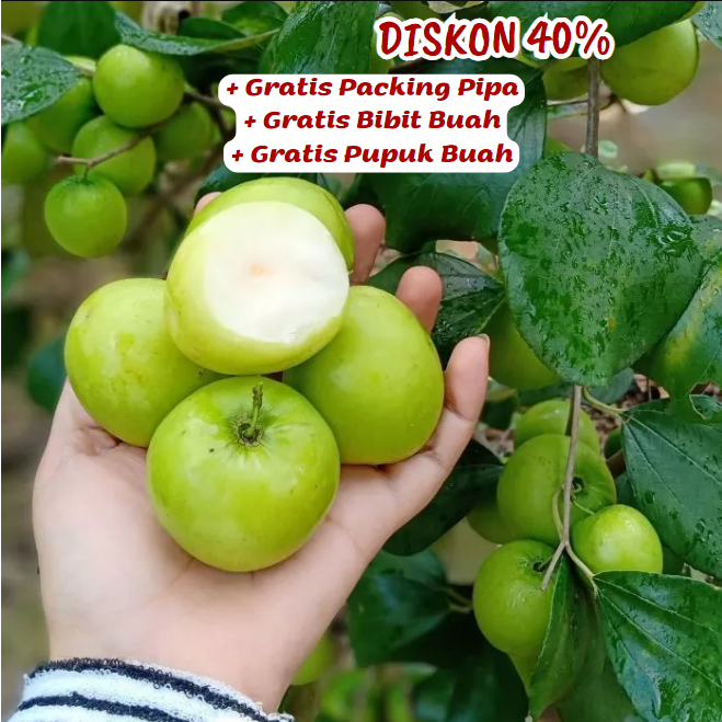 Jual Apel Putsa ( Apel India ) Super Manis Berbuah Lebat | TANAM DI POT ...
