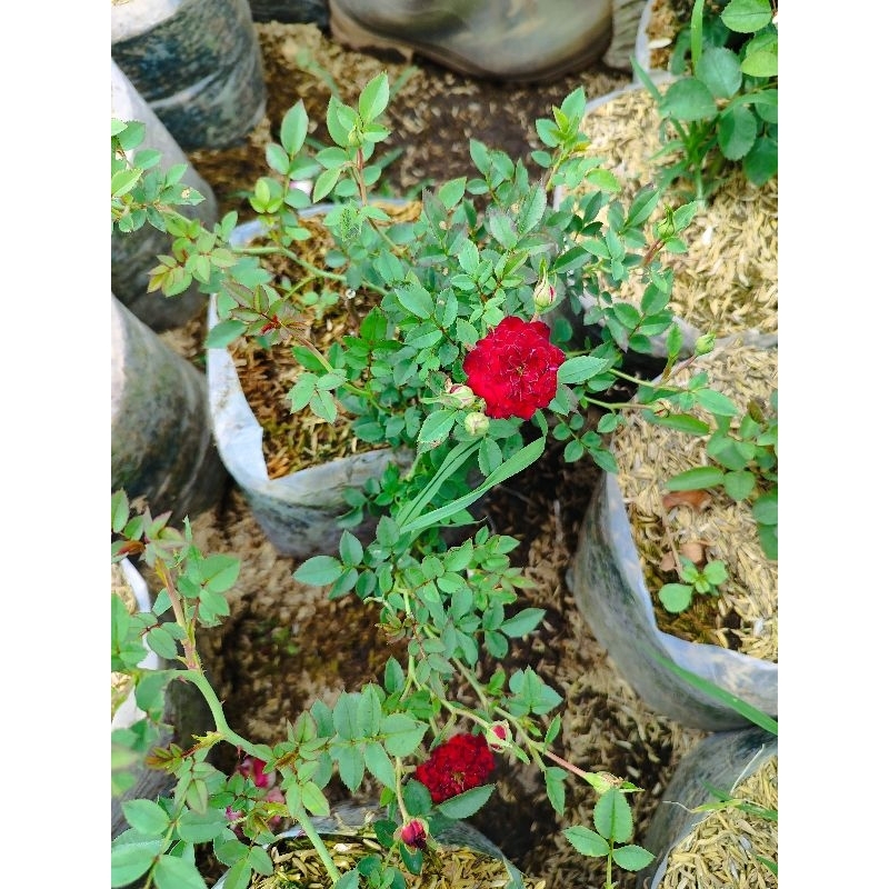 Jual tanaman hias. mawar rambat merah red rose | Shopee Indonesia