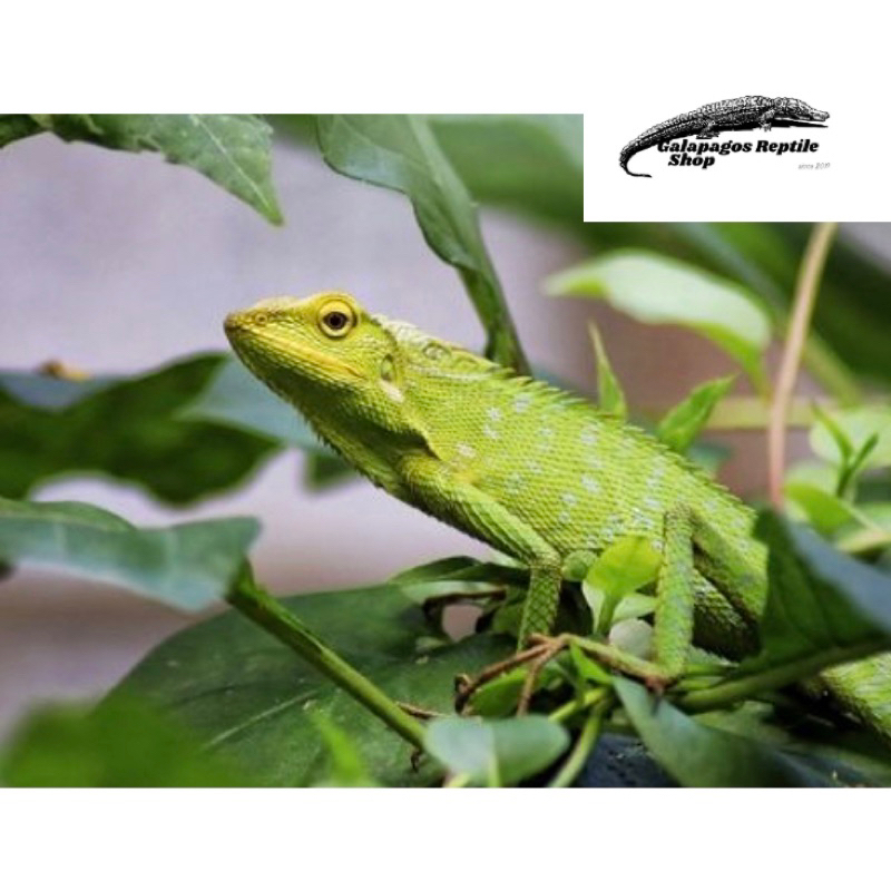 Jual BUNGLON SURAI/Bronchocela jubata reptil jinak aman untuk anak ...