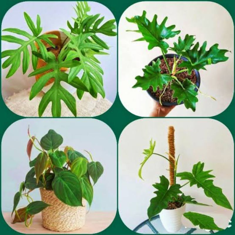 Jual Paket Aroid Phillo dendrone Pilih Jenis Tanaman Aesthetic | Shopee ...