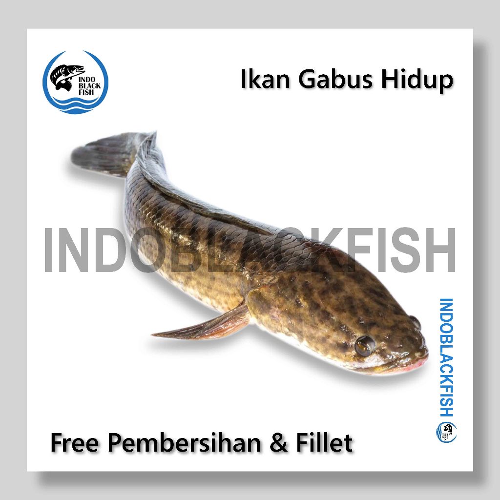 Jual Ikan Gabus Kutuk Segar Hidup Obat Alami Penyembuh Luka Dalam ...