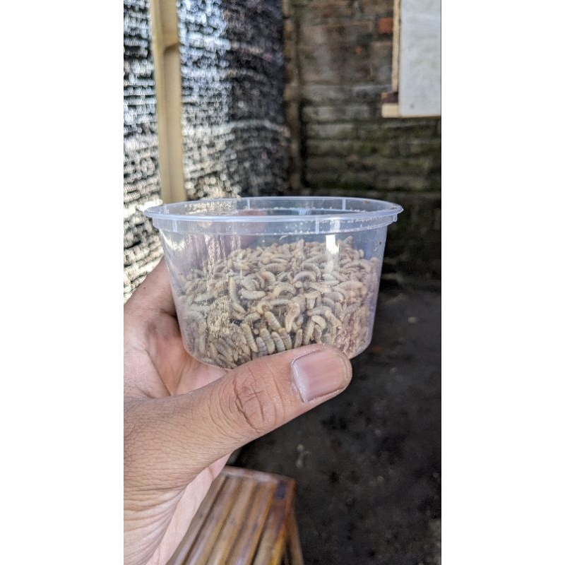 Jual FRESH MAGGOT UKURAN KECIL ( HALUS) COCOK BUAT MANCING/ PAKAN ...