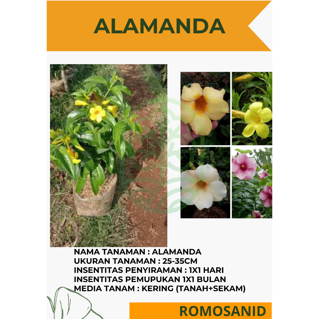 Jual Tanaman Bunga Merambat Alamanda Rimbun Berbunga bibit bunga ...