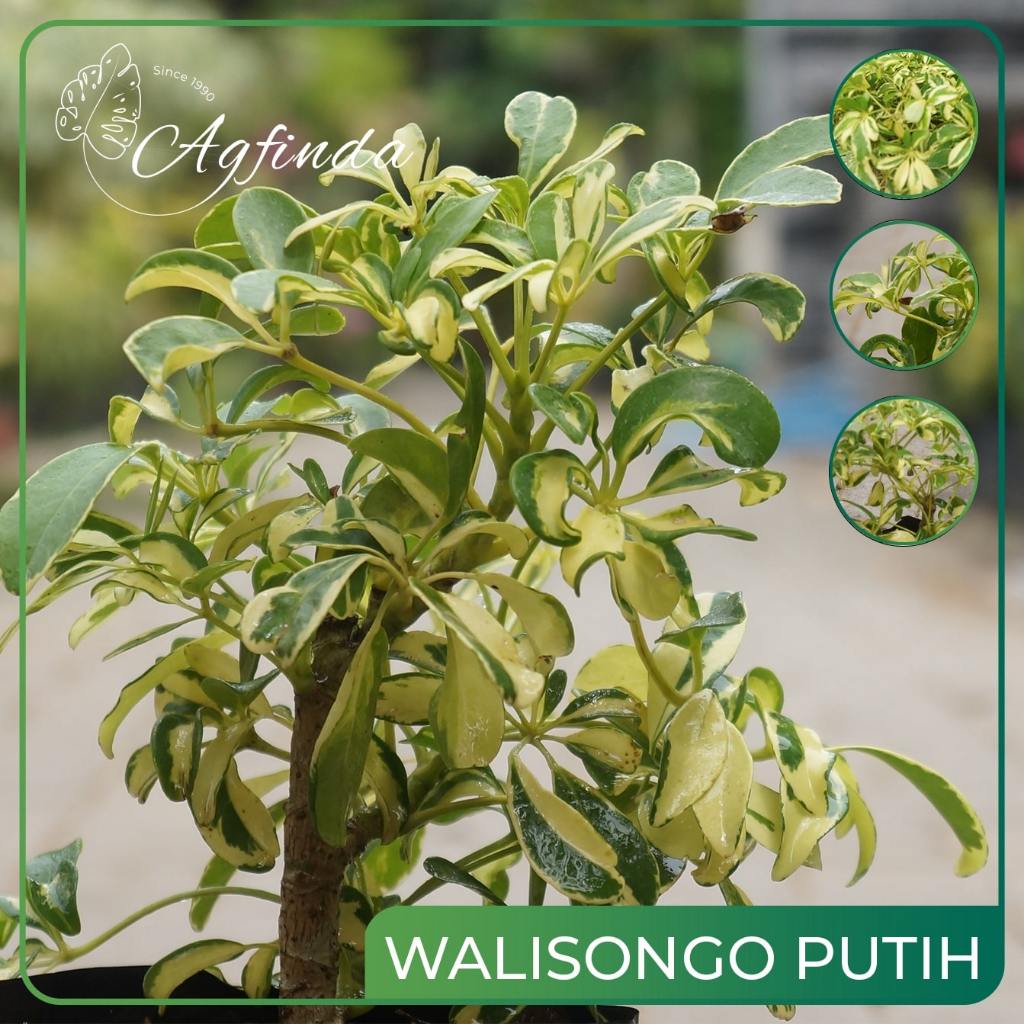 Jual Walisongo Putih | Tanaman Hias Outdoor | Tanaman Walisongo ...