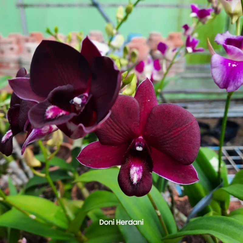 Jual Dendrobium Red Dragon, Anggrek Dendrobium Red Dragon | Shopee ...