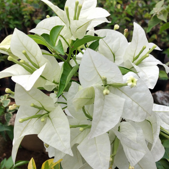 Jual Bibit Tanaman Bunga Bougenville Bangkok Putih Kondisi Berbunga