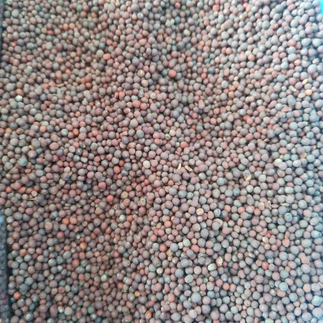 Jual SGS Black Mustard Seed / Biji Sawi Hitam Import / Rai Seeds ...