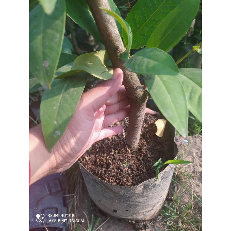 Jual jambu madu deli dan citra batang jumbo | Shopee Indonesia