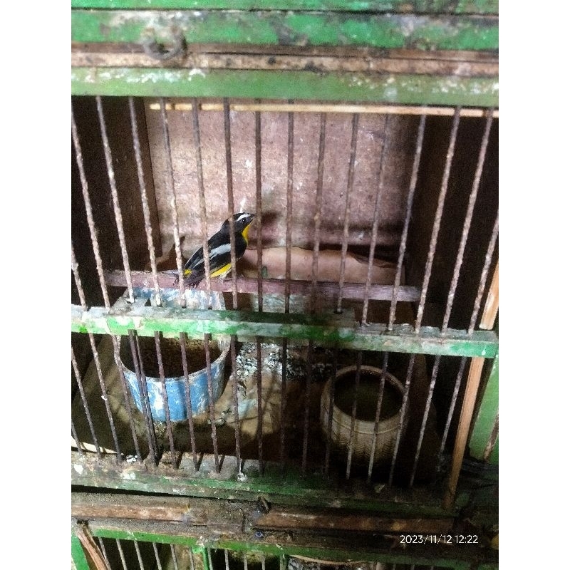 Jual burung sikatan emas atau sulingan emas | Shopee Indonesia