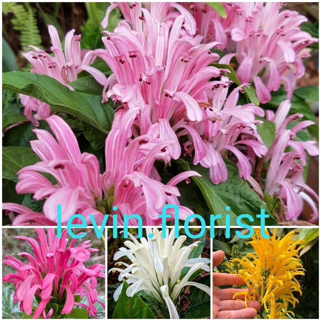 Jual Justicia carnea / blazilian plume /jacobinia /bibit tanaman hias ...