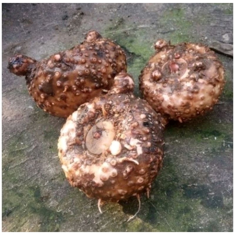 Jual umbi suwek segar 1kg langsung penggalian | Shopee Indonesia