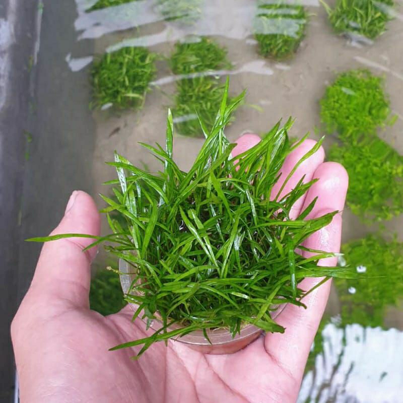 Jual Lilaeopsis Brasiliensis tanaman aquascape efek karpet tanaman ...