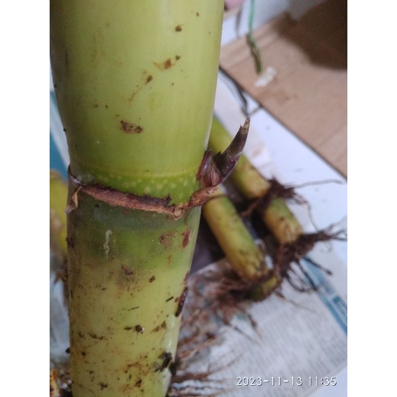 Jual bibit tebu jumbo tebu rujuno tebu hijau besar manis sudah berakar ...