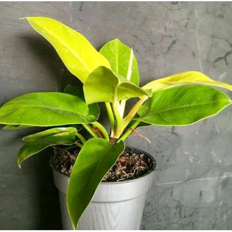 Jual Tanaman Hias Philo Lemon Super Tidak Merambat | Shopee Indonesia