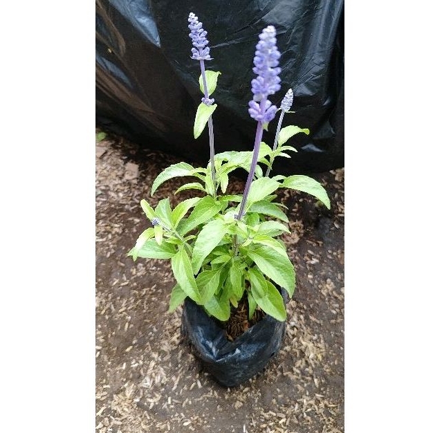 Jual bunga Salvia farinacea ungu Mealy Cup Sage atau Mealycup Sage ...