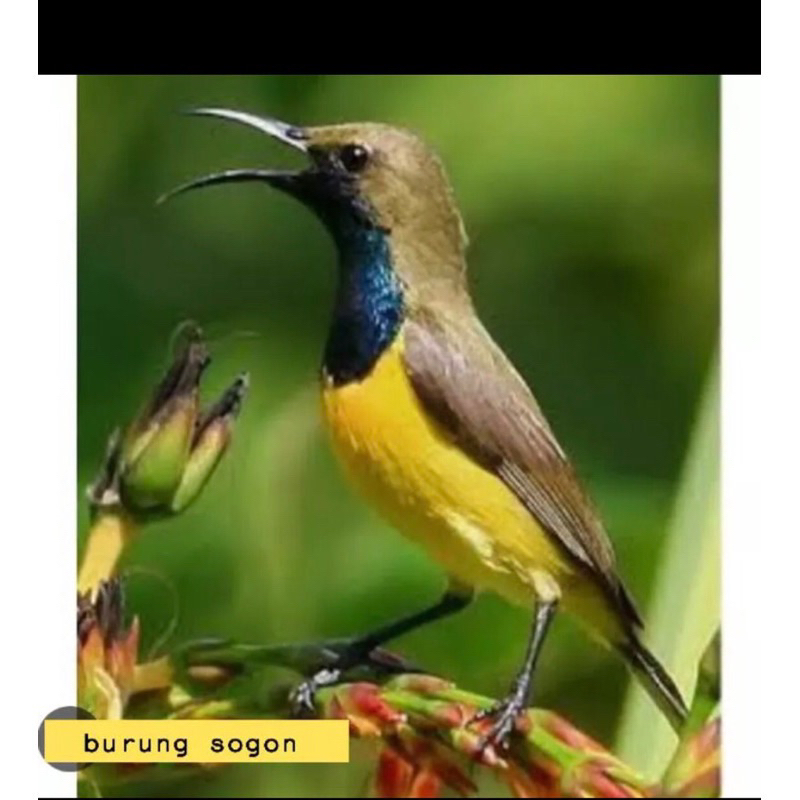 Jual burung Sogon pilihan jantan mulus gemuk | Shopee Indonesia