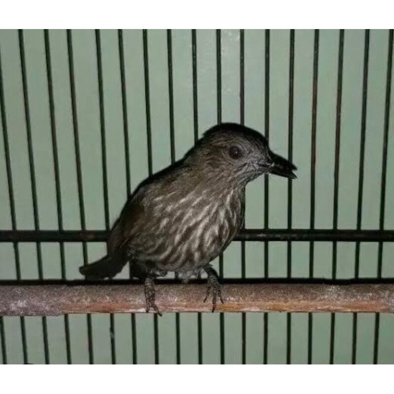 Jual burung siri” Sumatra pilihan gemuk | Shopee Indonesia