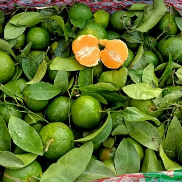 Jual Jeruk Santang Madu 1 Kg | Shopee Indonesia