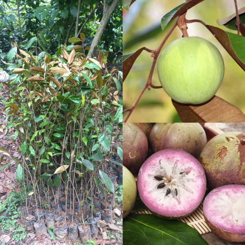 Jual Bibit Sawo Duren - Sawo Durian - Pohon Kenitu - Tanaman Sawo Apel ...