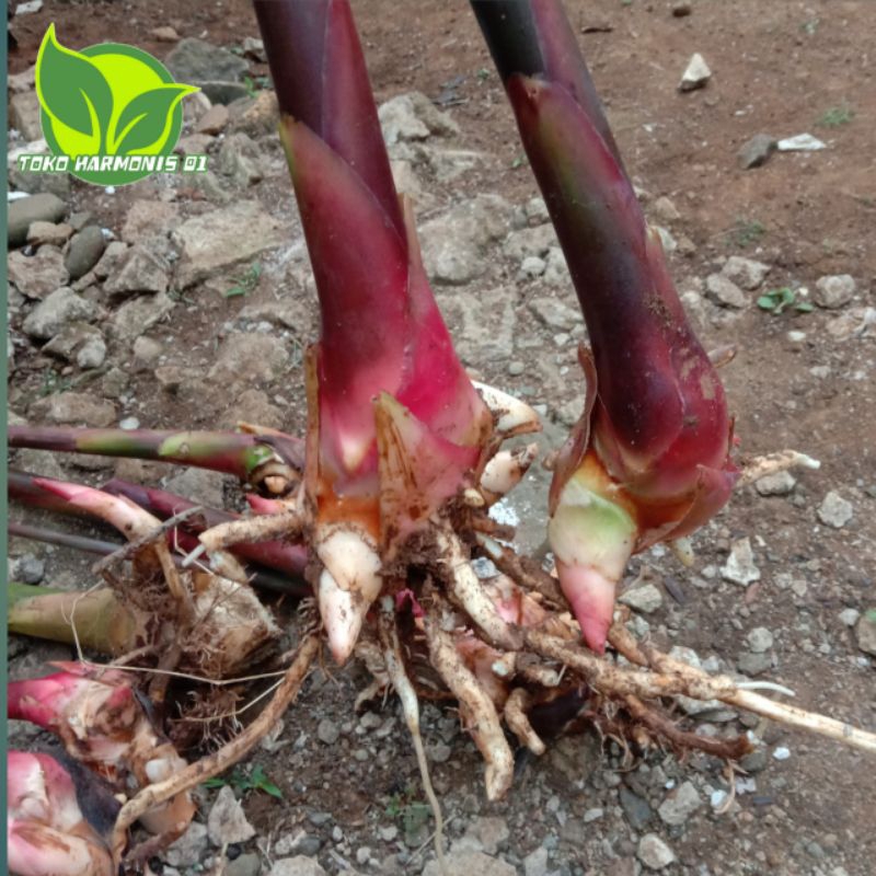 Jual Bibit tanaman honje kecombrang merah | Shopee Indonesia